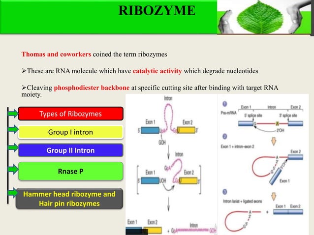 Antisense genes in plant and their application in crop improvement | PPT