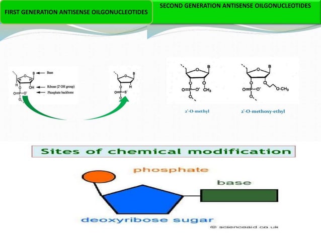 Antisense genes in plant and their application in crop improvement | PPT
