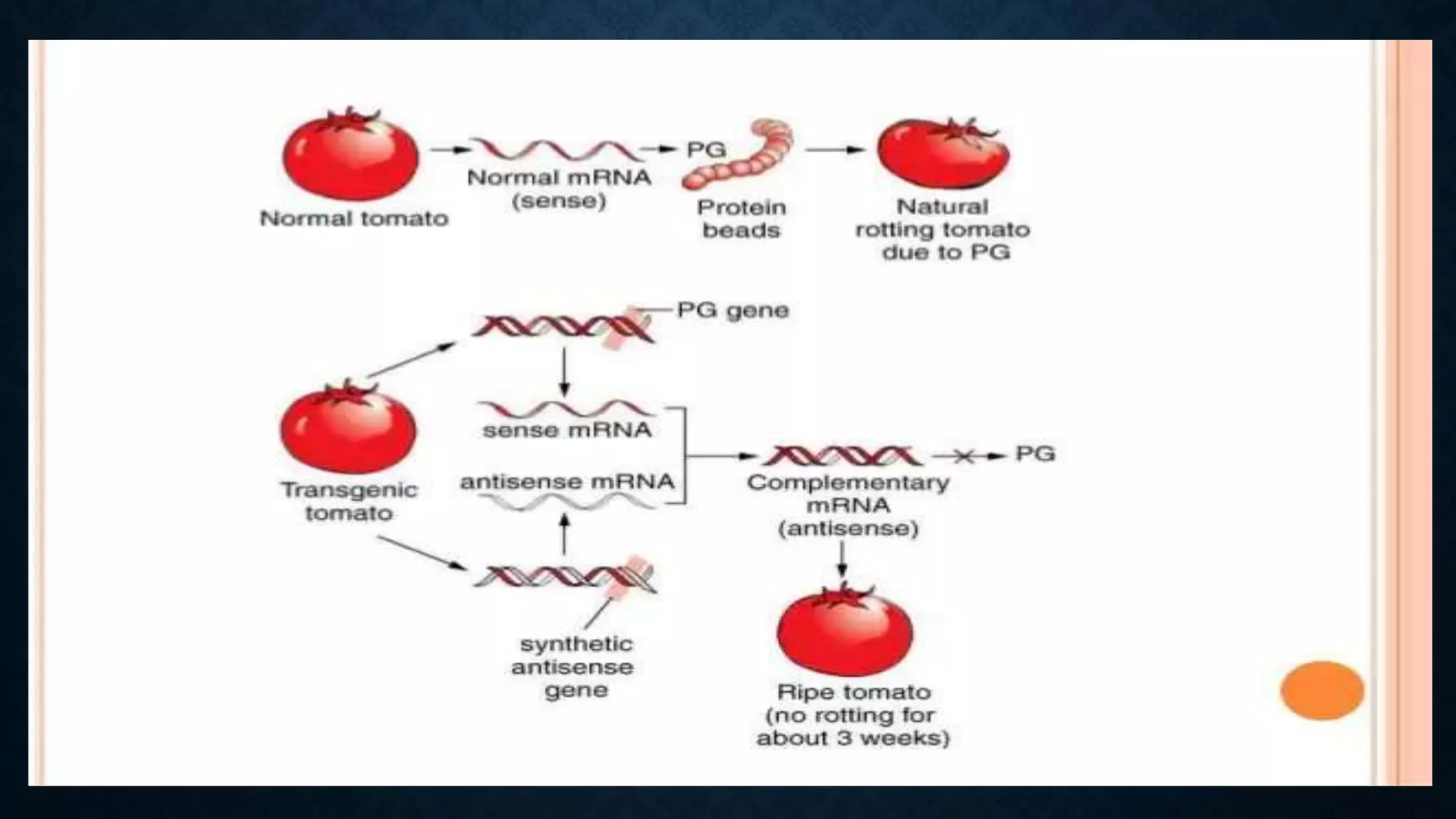 Antisense rna technology | PPTX