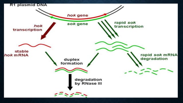 Antisense rna technology | PPTX