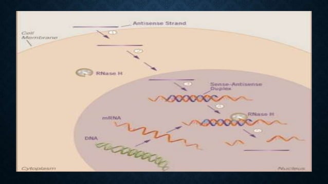 Antisense rna technology | PPTX