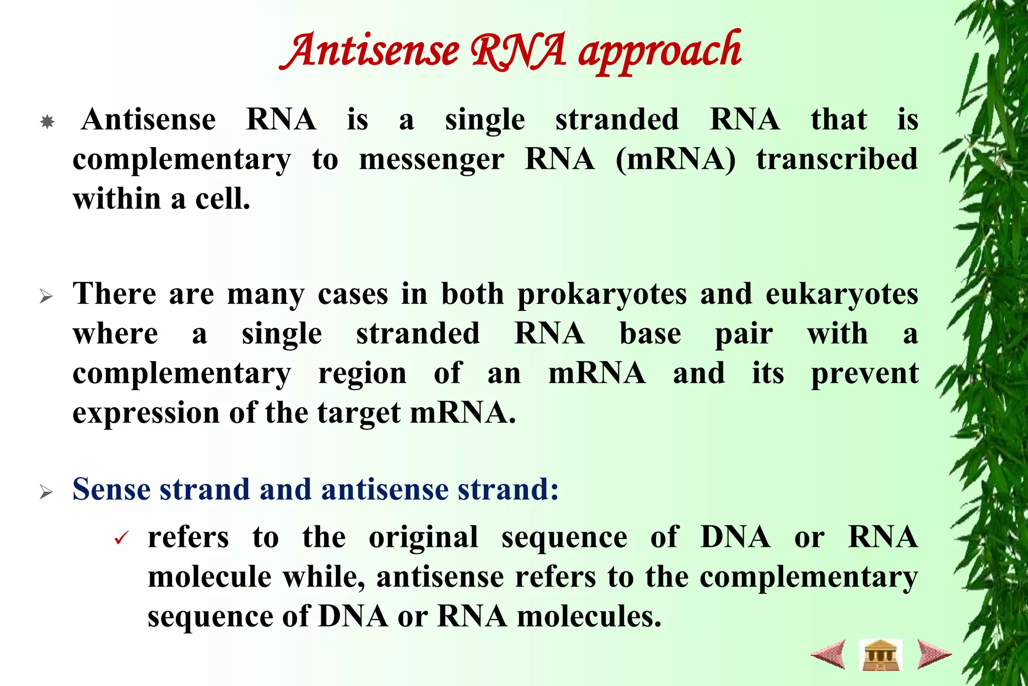 Antisense RNA technology & its role in crop improvement ppt surendra ...