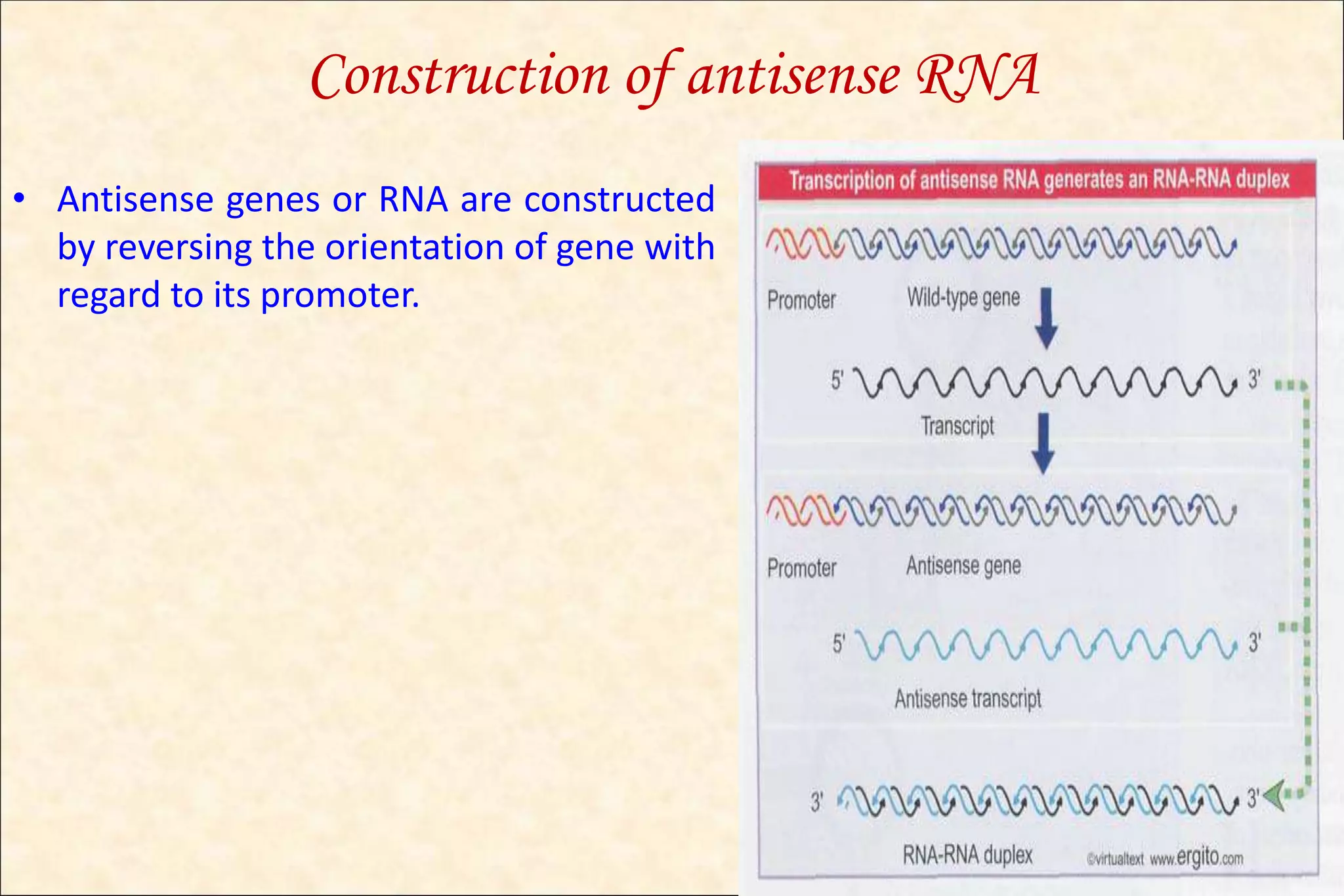 Antisense RNA technology & its role in crop improvement ppt surendra ...