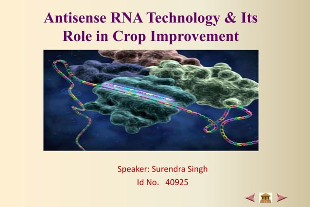 Antisense RNA technology & its role in crop improvement ppt surendra ...