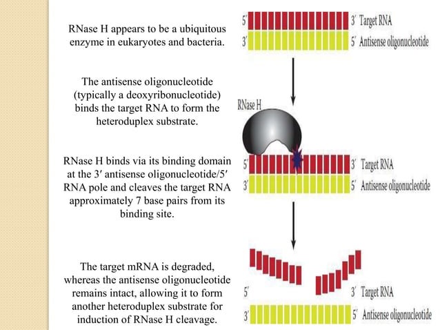 Antisense technologies and antisense oligonucleotides | PPTX | Chemistry | Science