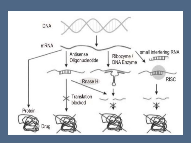 Antisense technology