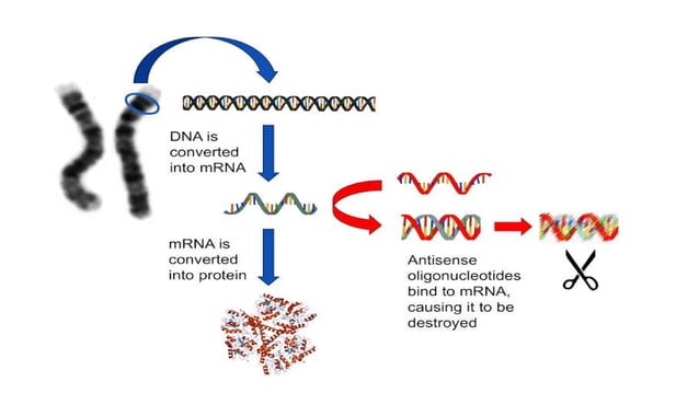 antisense technology and new applications | PPTX