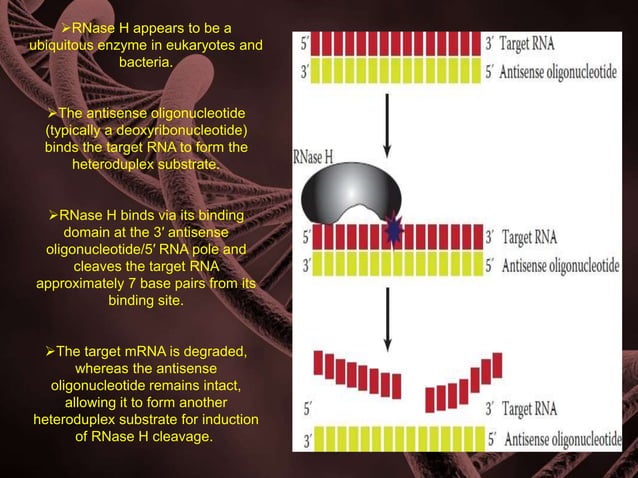Antisense therapy | PPTX | Genetics | Science