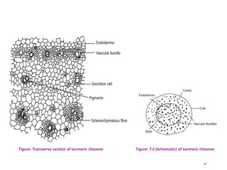 ANTISEPTIC AND DISINFECTANTS - BENZOIN, MYRRH, NEEM, TURMERIC | PDF