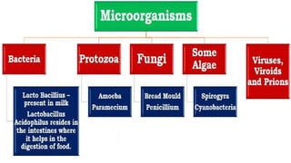 pharmacology of commonly used antiseptics and disinfectants | PPTX