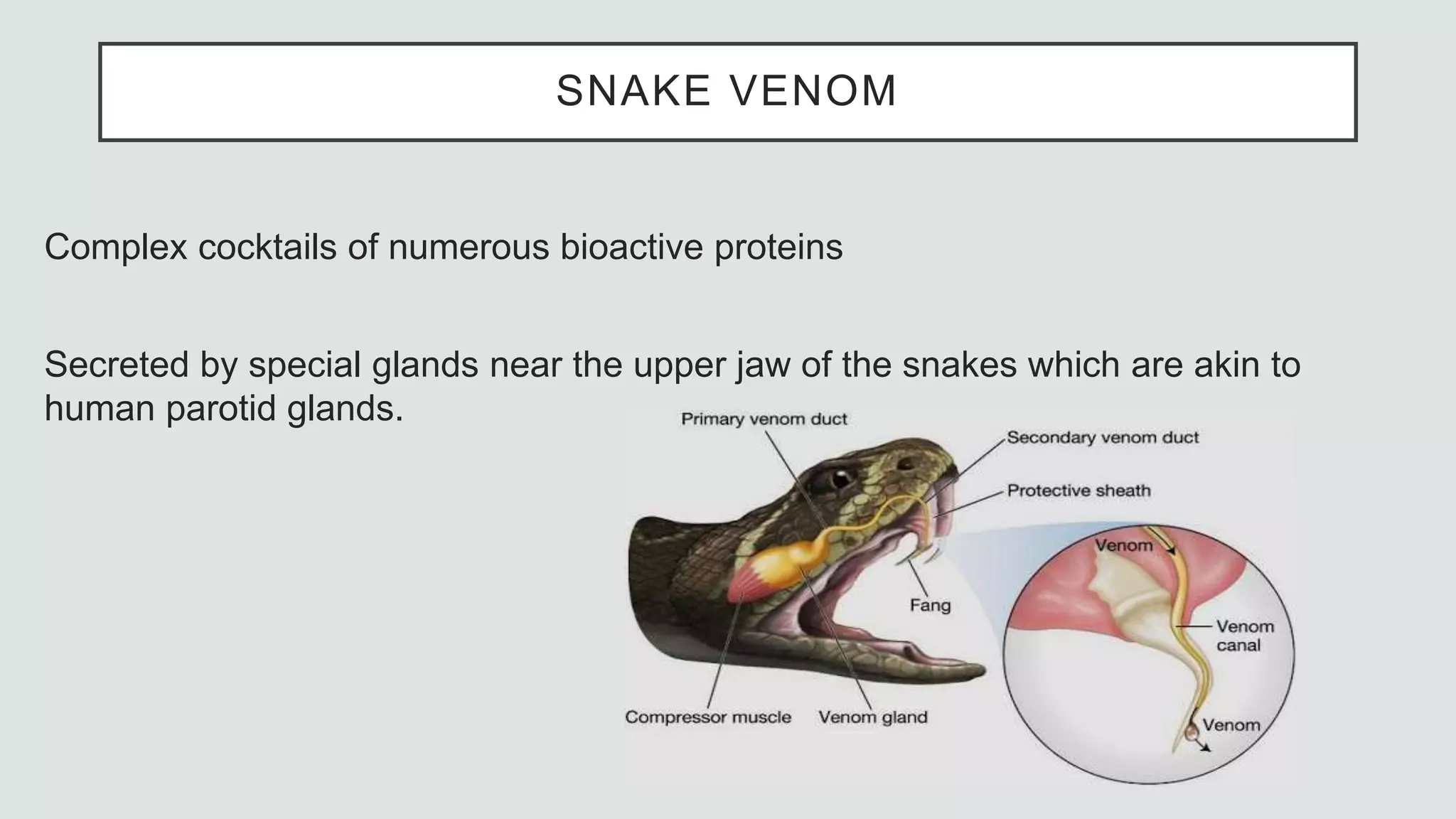 ANTISNAKE VENOM.pptx