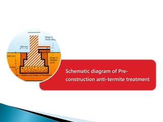 antitermite treatment ppt.pptx