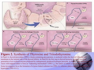 Antithyroid Drugs .pdf