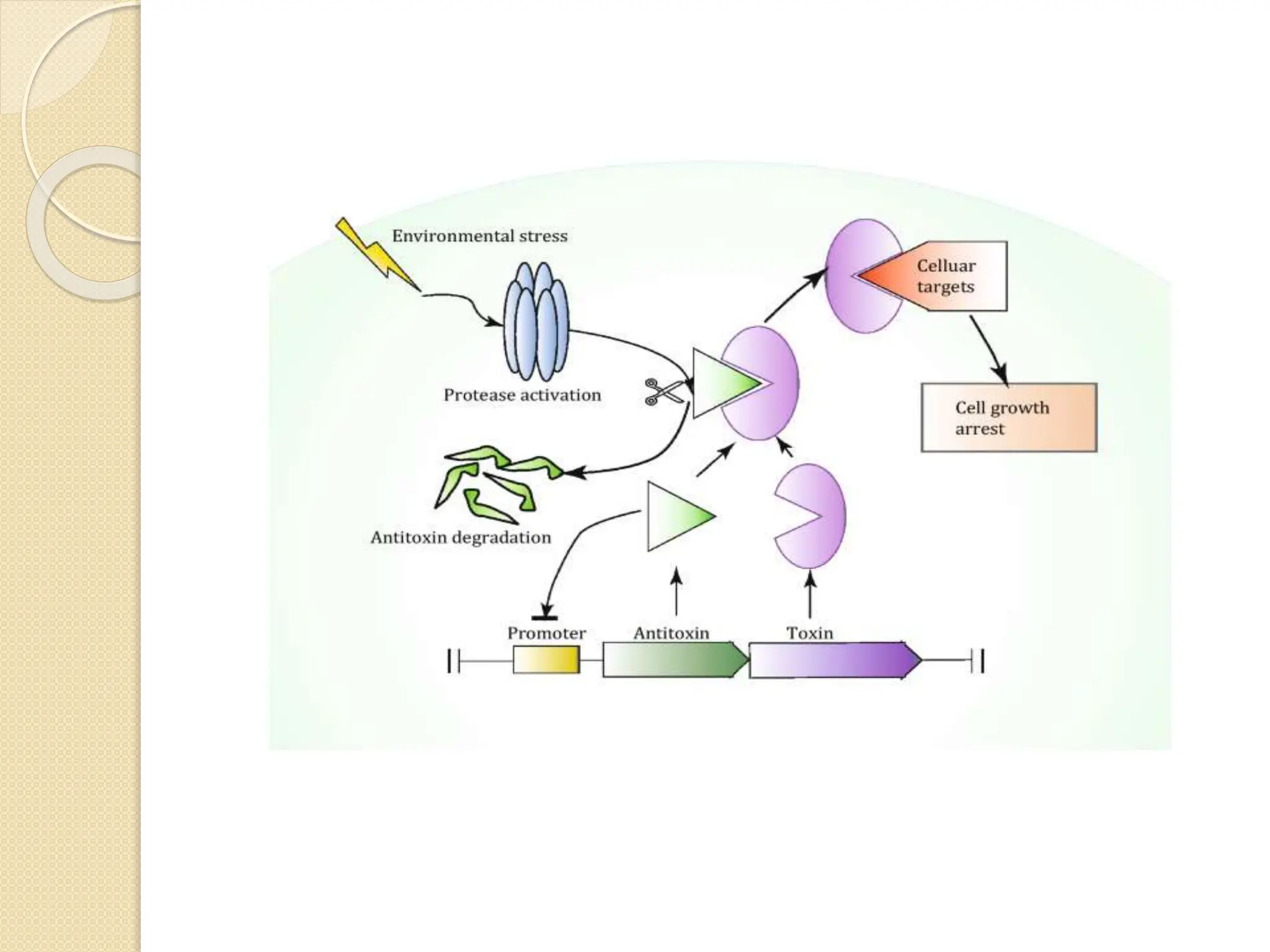 Anti toxins principle and their uses advantages and disadvantages | PPTX