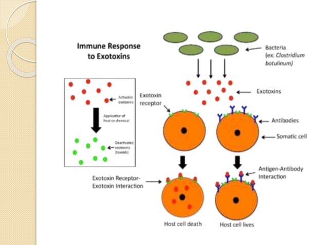 Anti toxins principle and their uses advantages and disadvantages ...
