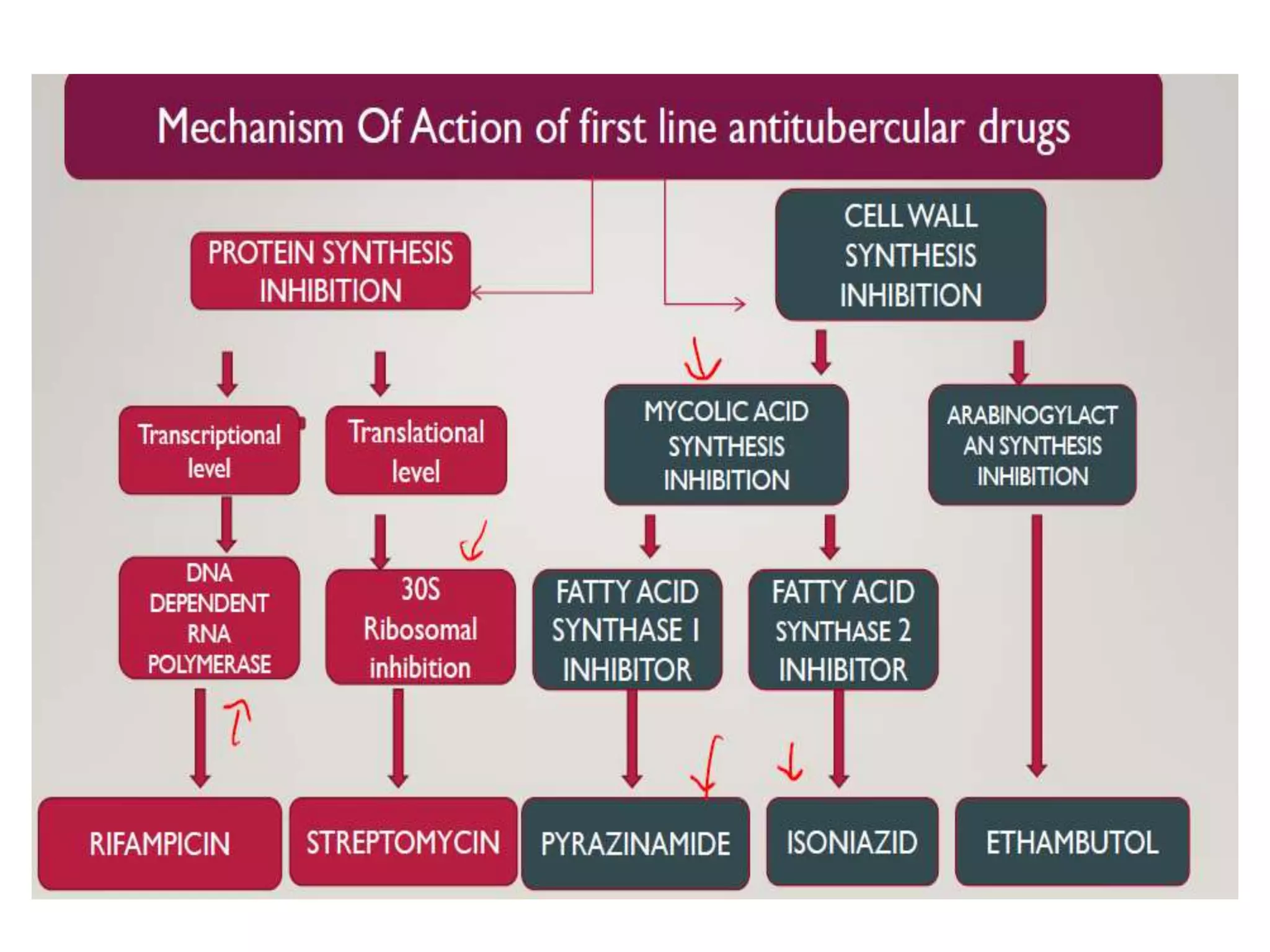 Antitubercular drugs | PPTX | Lung and Respiratory Health | Diseases ...