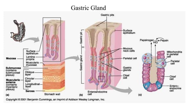Anti Ulcer drugs pharmacology and classification | PPTX | Digestive ...