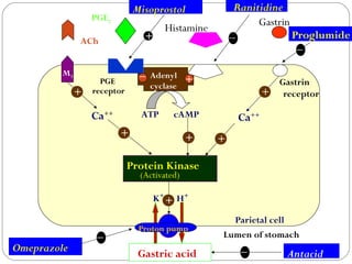 Anti ulcer drugs classification | PPT