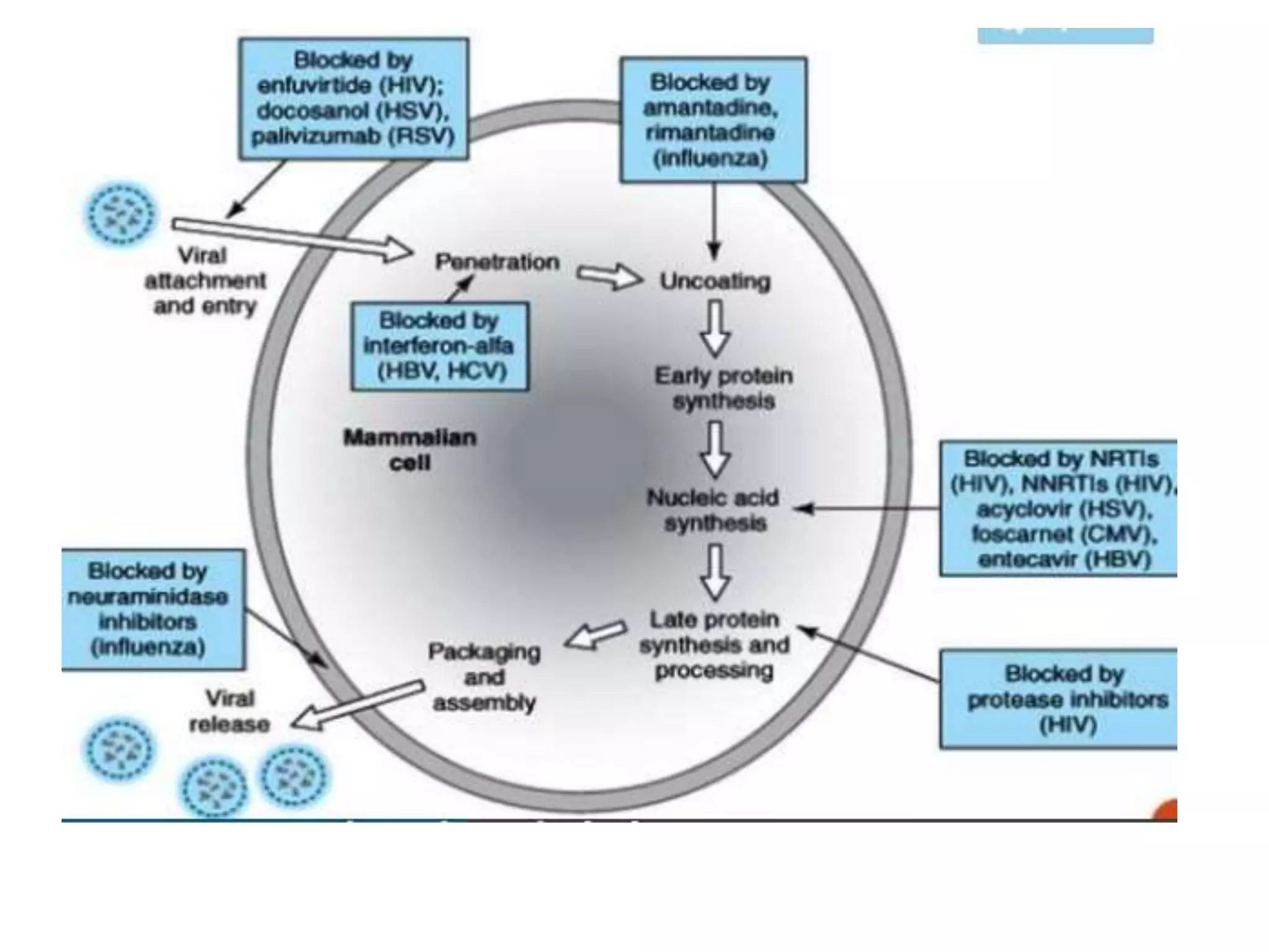 Antiviral agents | PPT