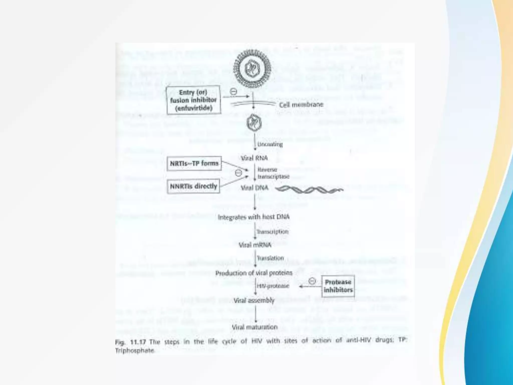 Antiviral agents history, classification,mechanism of action and ...