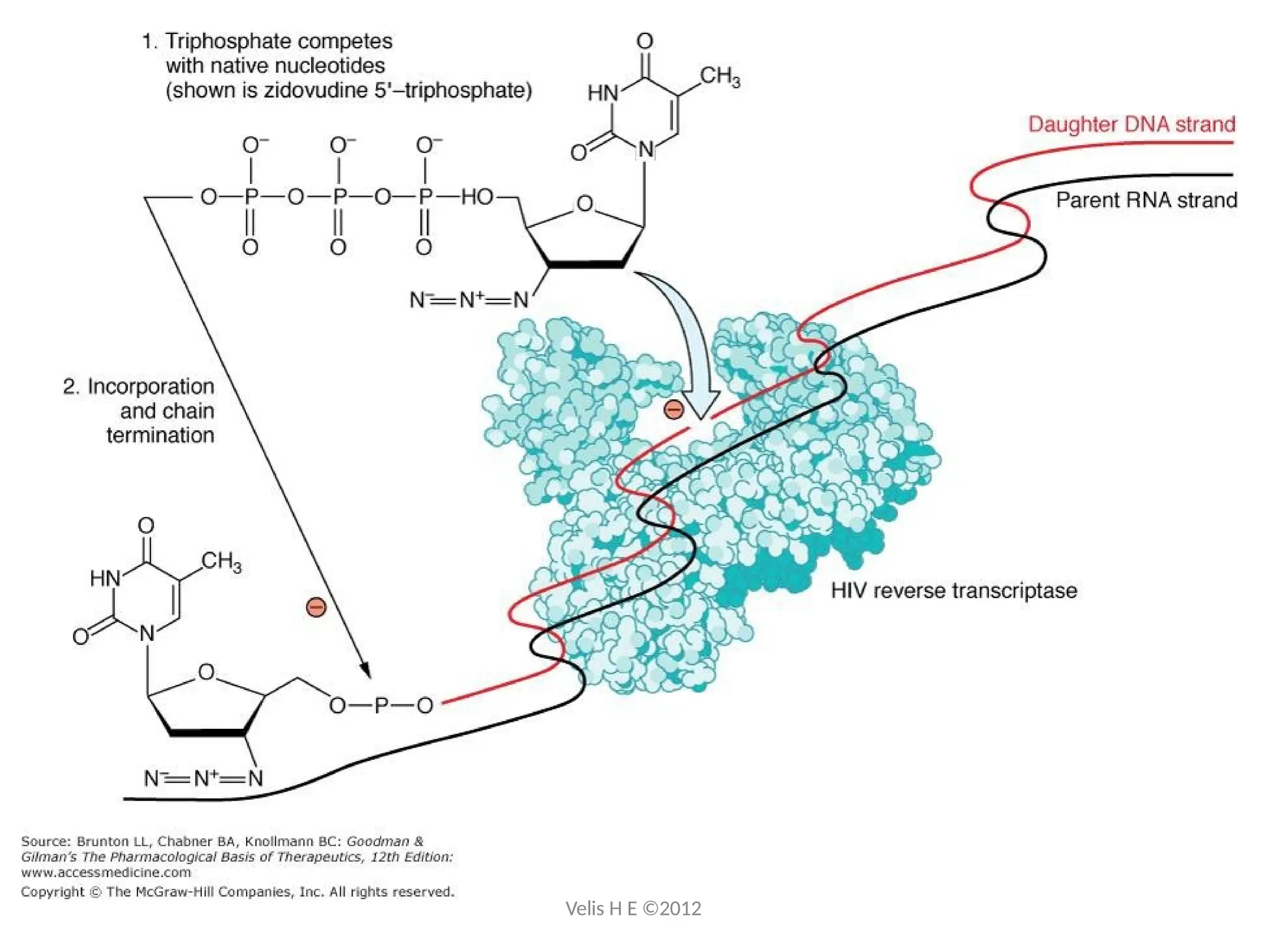 Antiviral drug mechanisms target different stages of the viral life ...