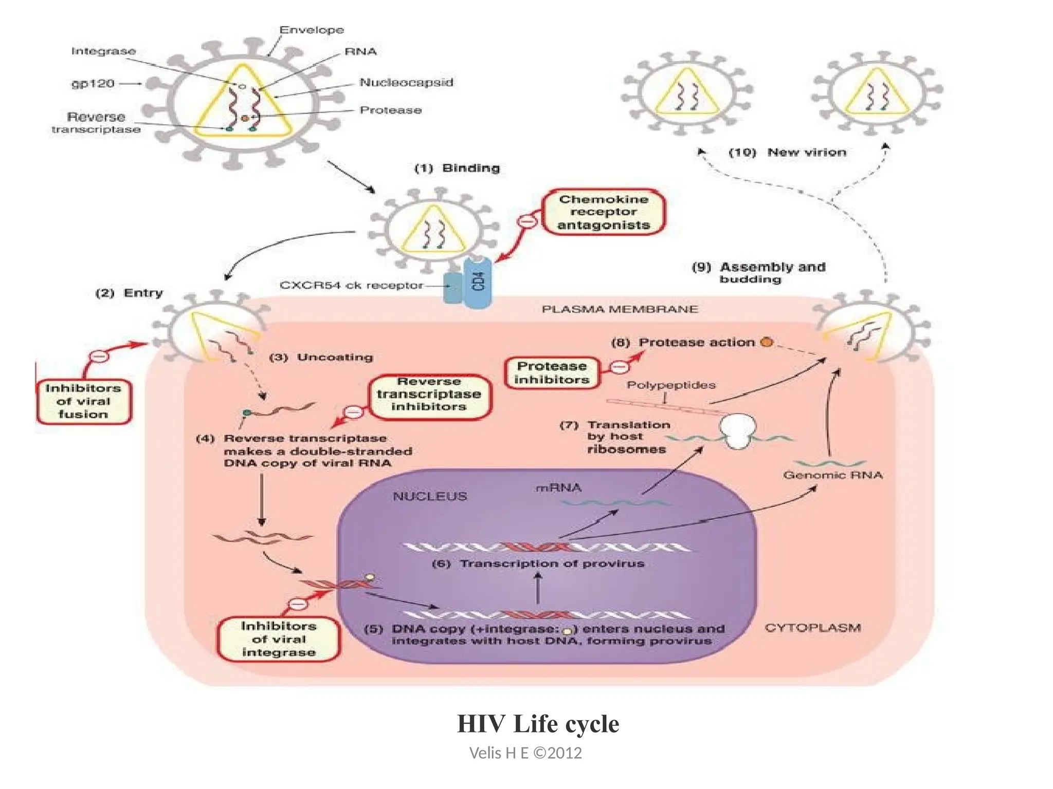Antiviral drug mechanisms target different stages of the viral life ...