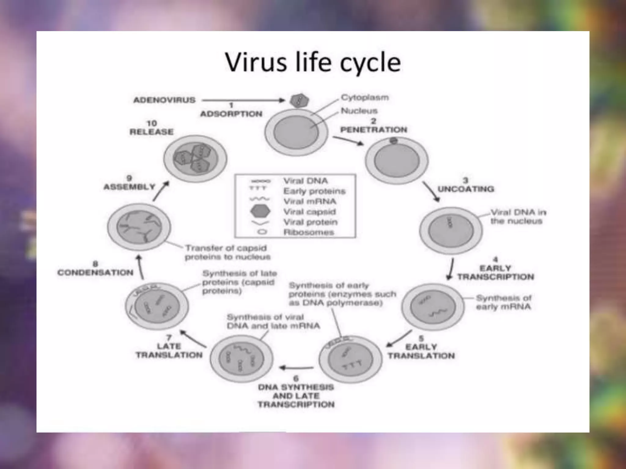 Anti viral basics | PPT