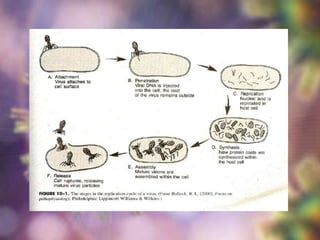 Anti viral basics | PPTX