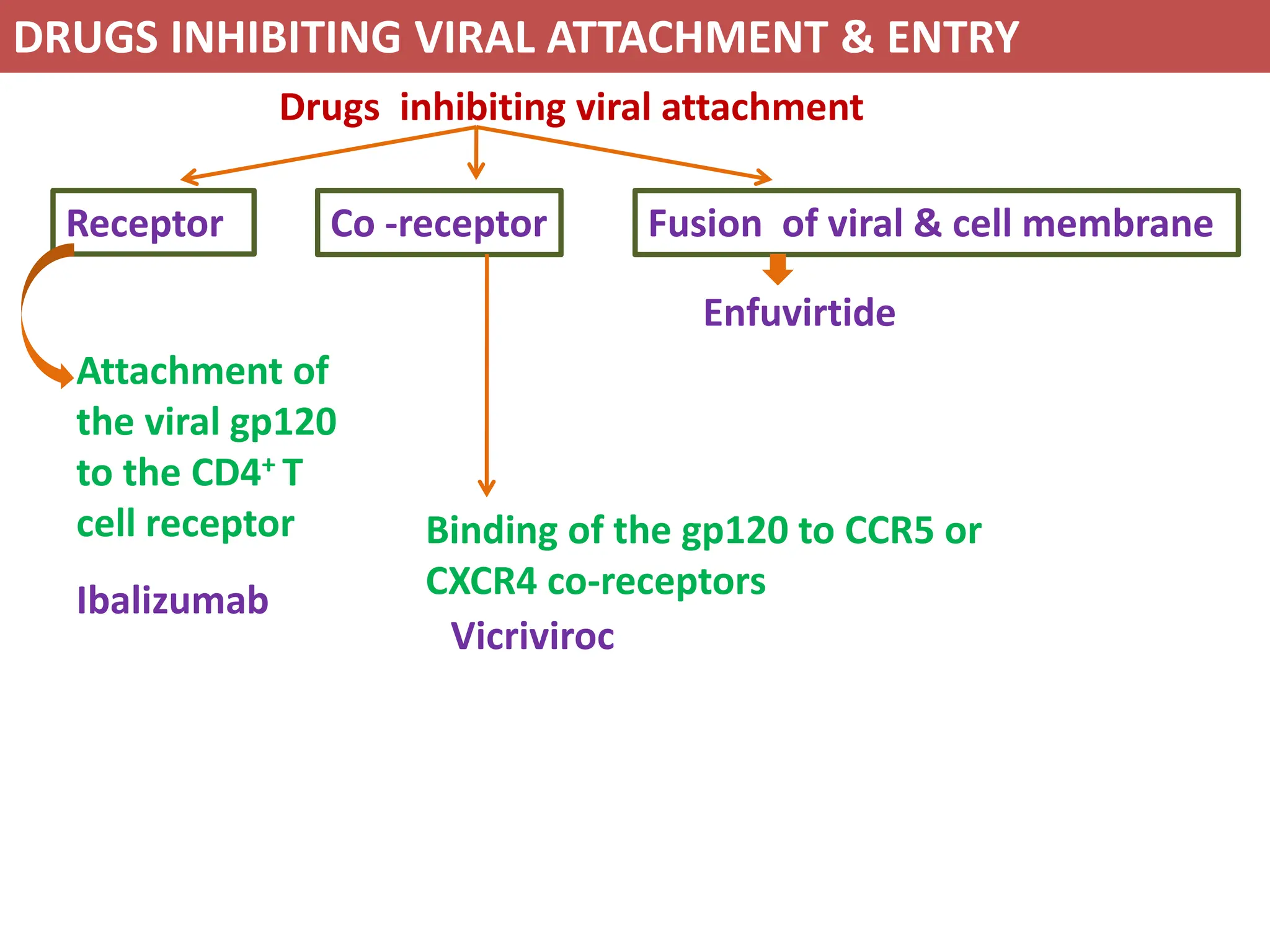 Antiviral Drugs and their mechanism of action | PDF