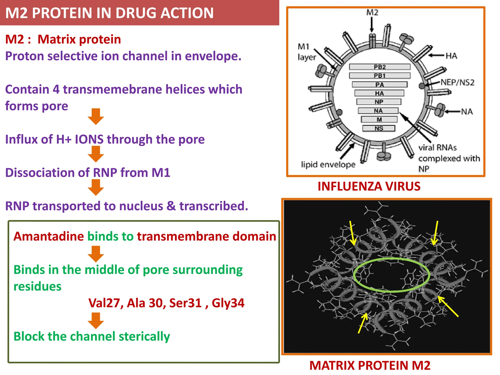 Antiviral Drugs and their mechanism of action | PDF