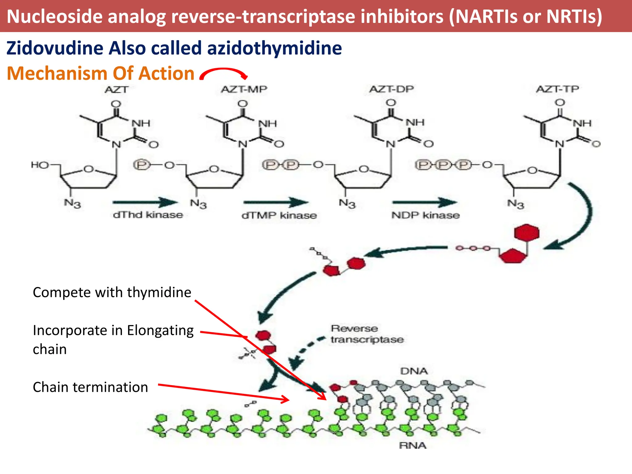 Antiviral Drugs and their mechanism of action | PDF