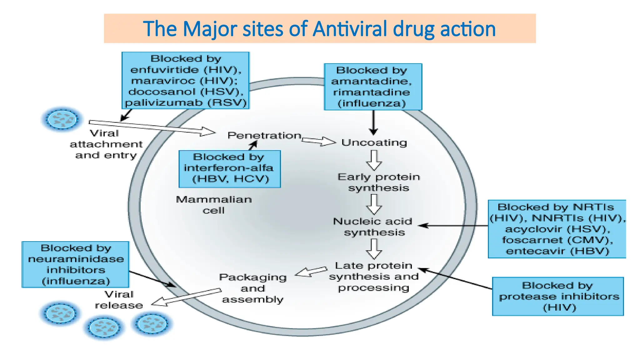 ANTI VIRAL DRUGS.pptx by Dr GOpal Gudsurkar | PPTX