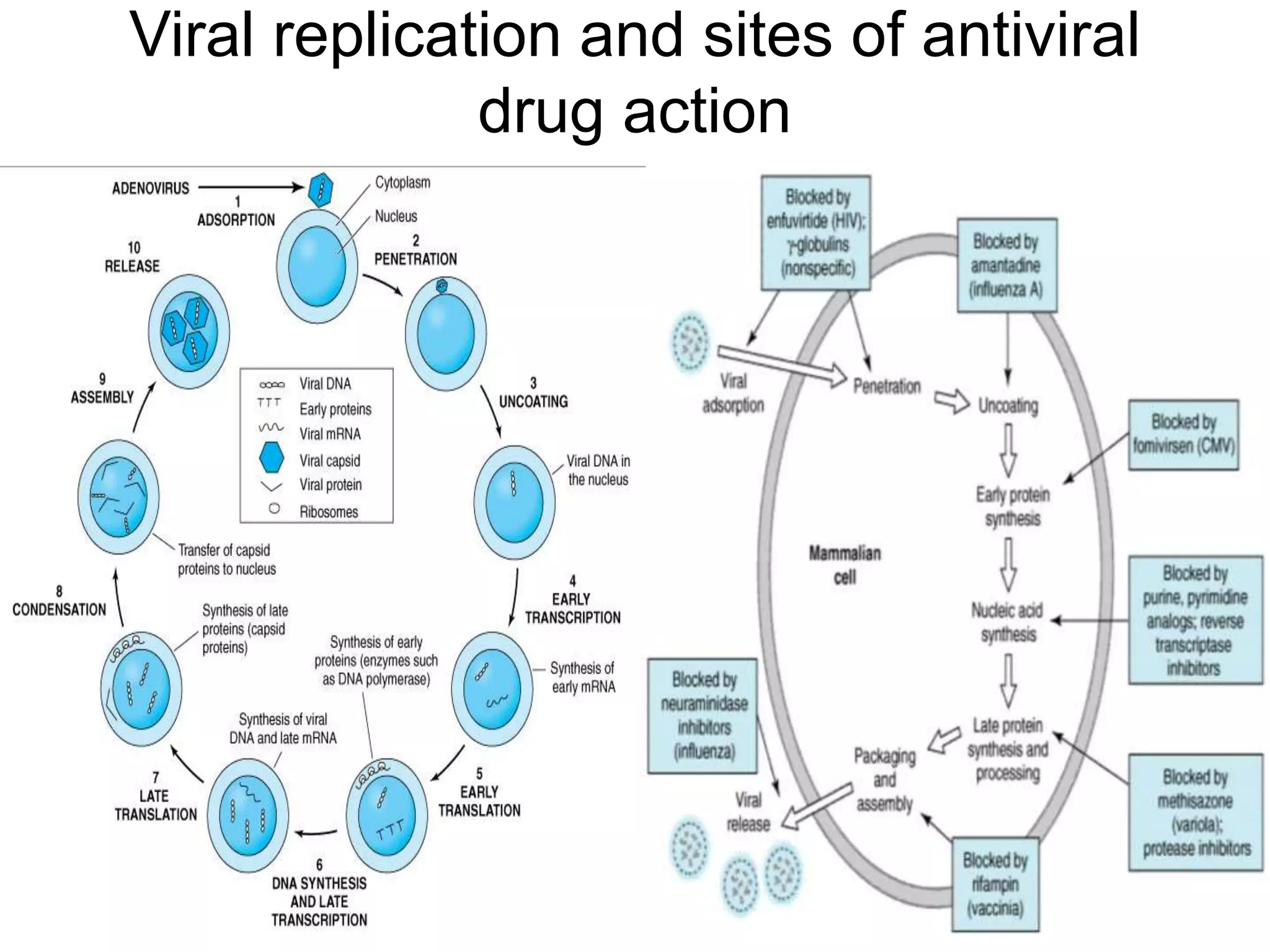 Antiviral drugs final | PPTX