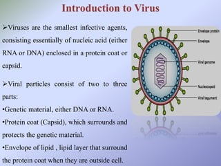 A Presentation on Virus and Anti-Viral Therapy | PPT