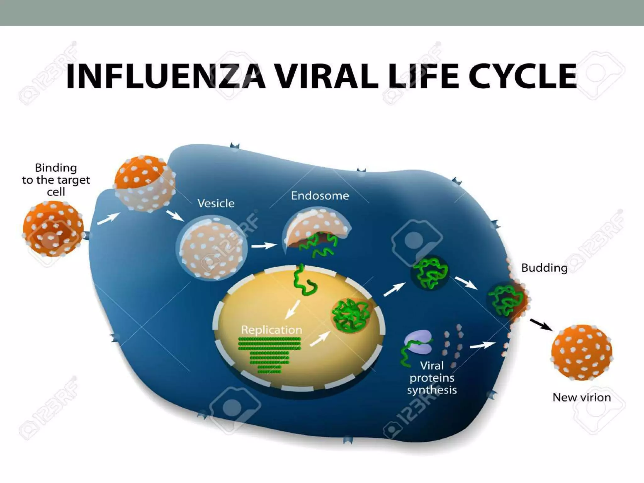 Influenza Antiviral Treatment Recommendations Ppt