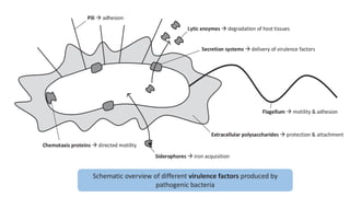 Antivirulence therapy - As an alternative to antibiotics ??? | PPT