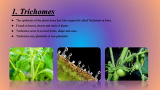 what is Antixenosis, Antibiosis, and Tolerance.pptx