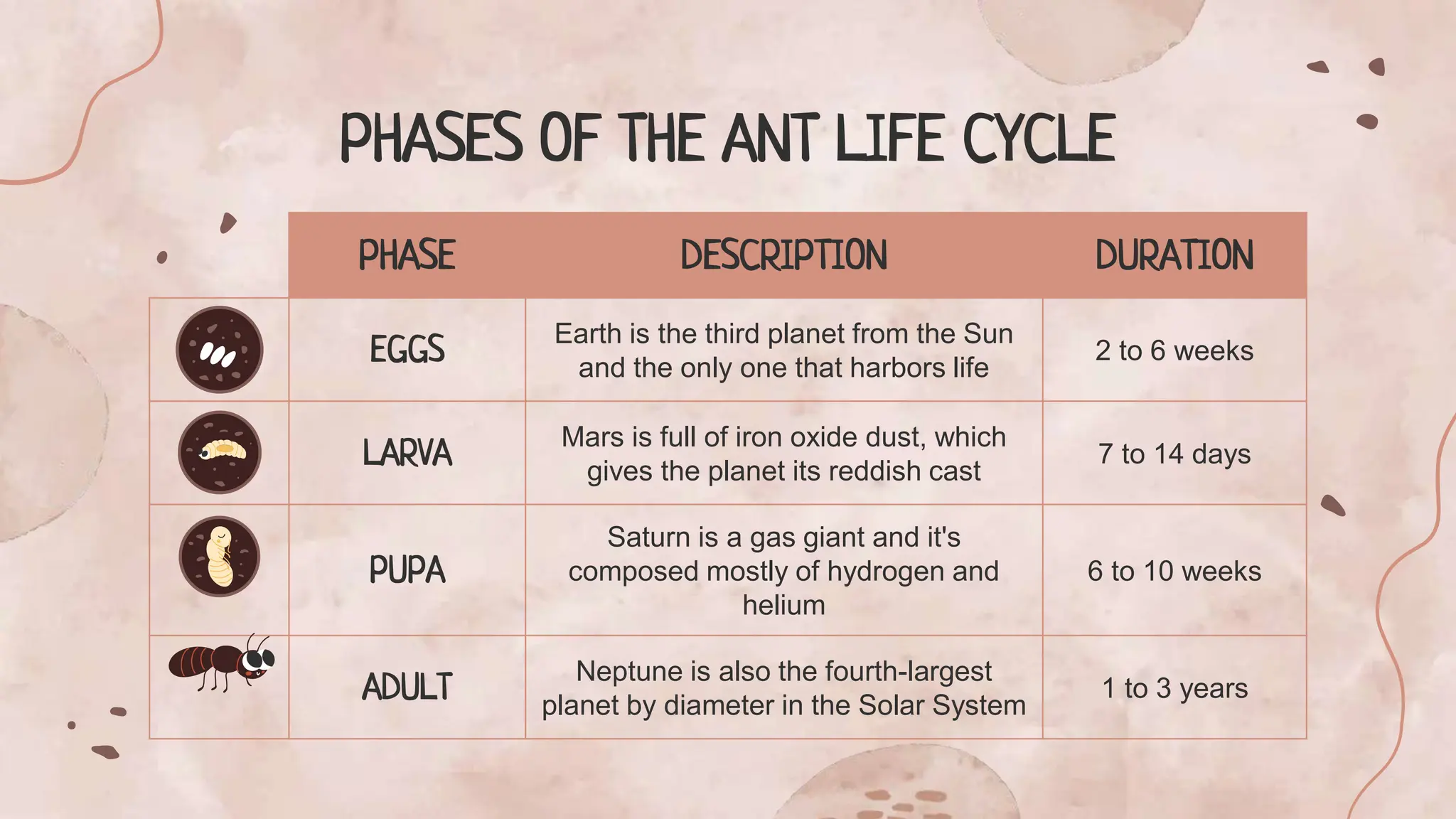 Ant Life Cycle for Pre-K by Slidesgo.pptx