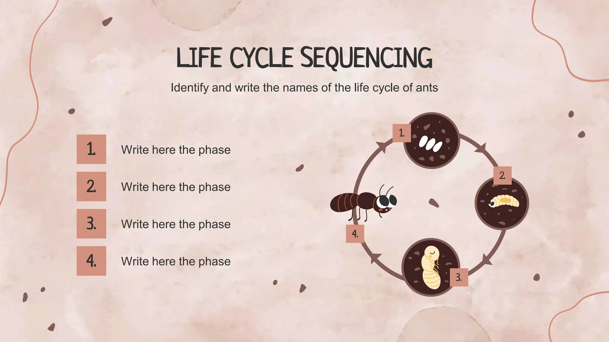Ant Life Cycle for Pre-K by Slidesgo.pptx
