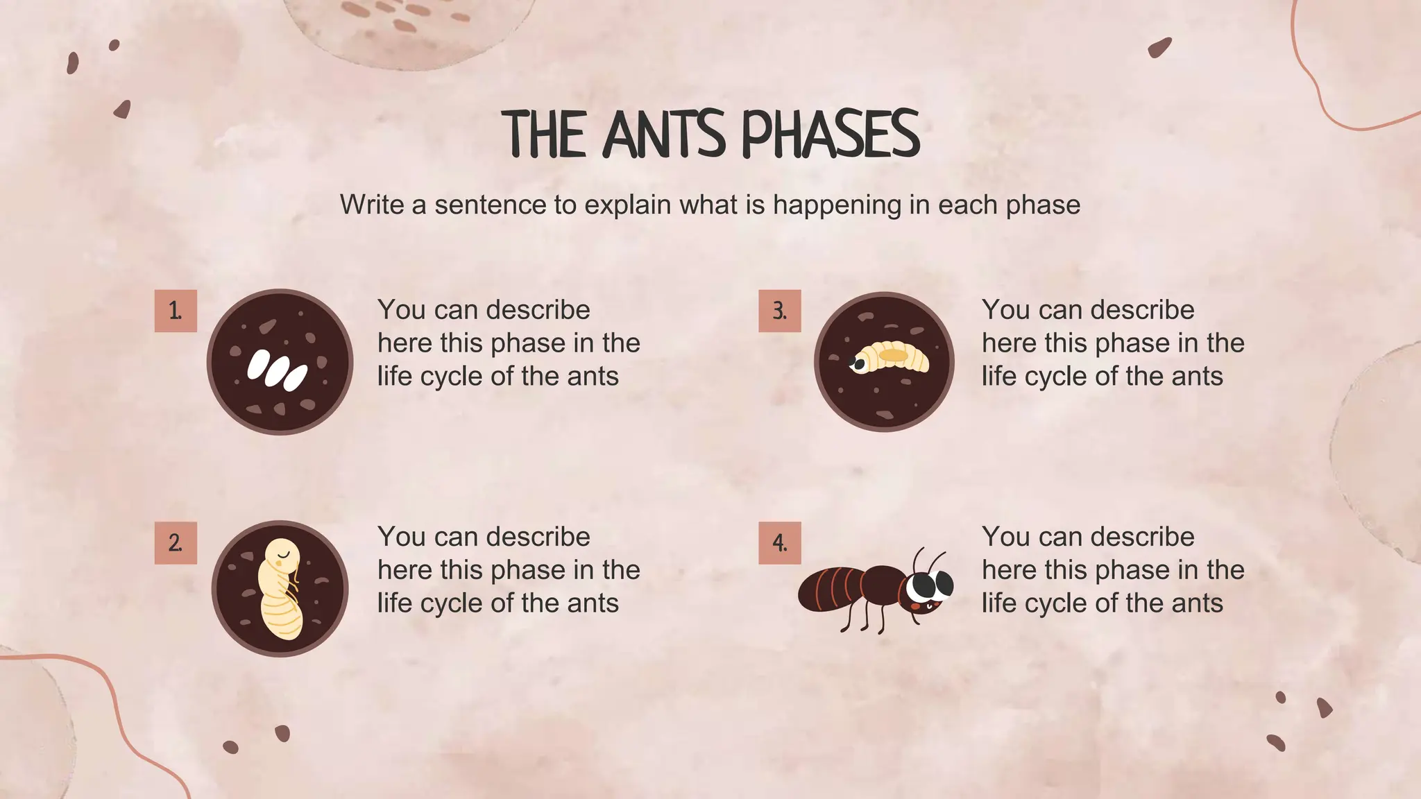 Ant Life Cycle for Pre-K by Slidesgo.pptx