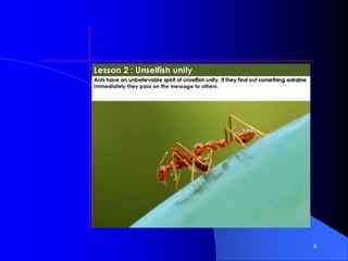 Mighty man and the tiny Ant | PPTX