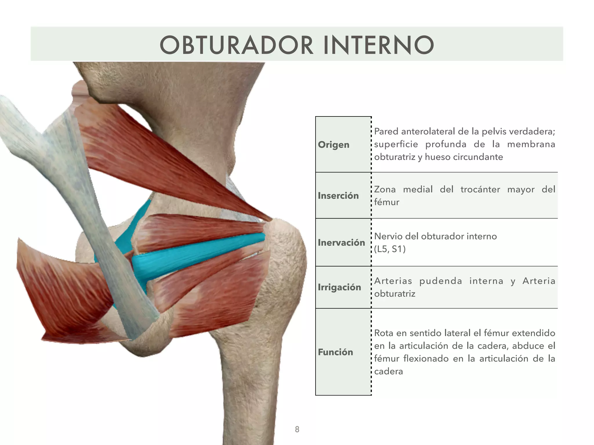 Músculos del Miembro Inferior | PDF