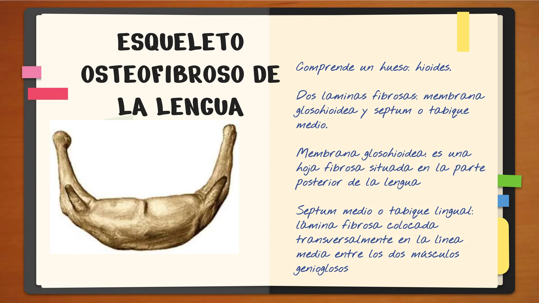 Antomia de la lengua .pptx