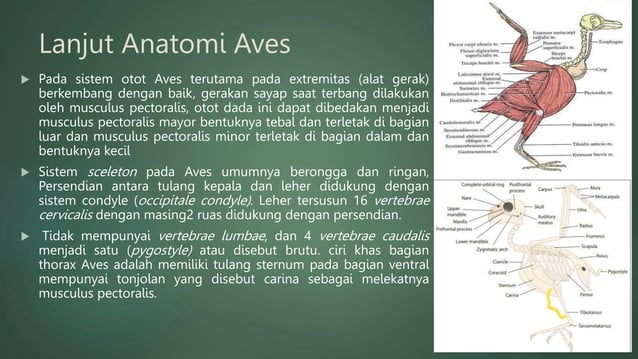 STRUKTUR PERKEMBANGAN DAN ANTOMI VERTEBRATA.pptx