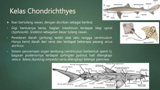 STRUKTUR PERKEMBANGAN DAN ANTOMI VERTEBRATA.pptx