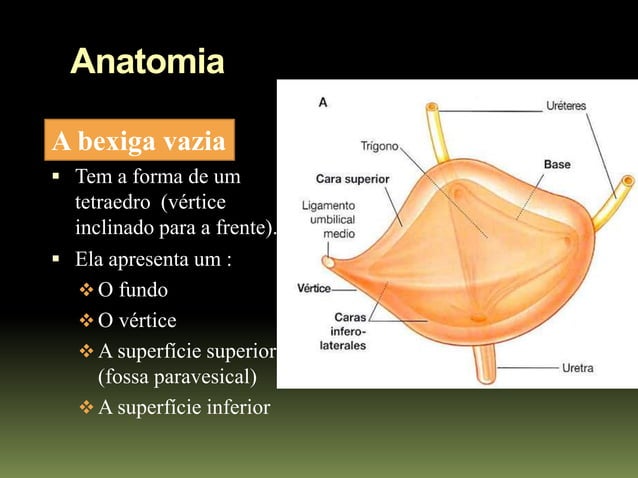 Anatomia e fisiologia da bexiga