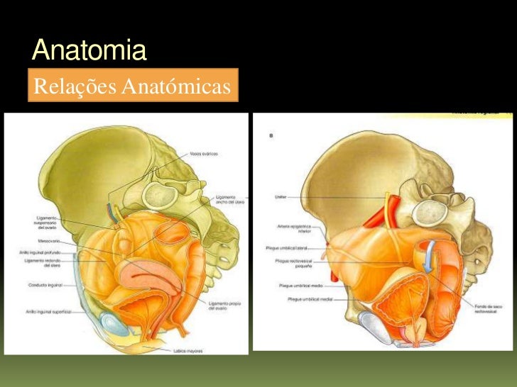 Anatomia e fisiologia da bexiga