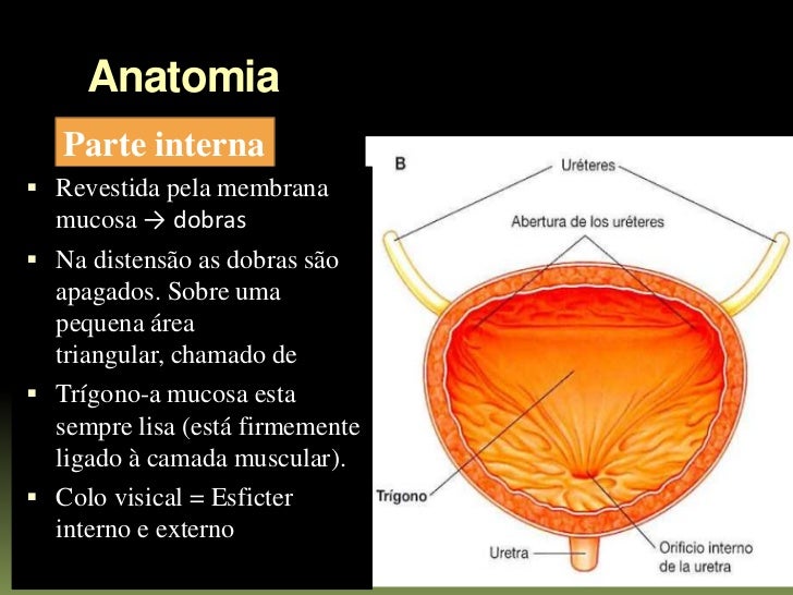 Anatomia e fisiologia da bexiga