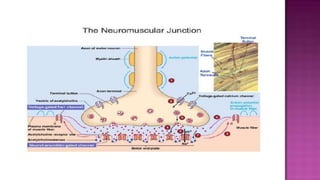 Anatomy and physiology of neuromuscular junction | PPTX