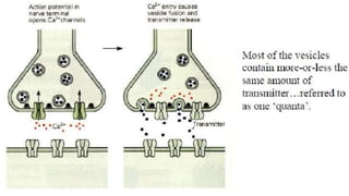 Anatomy and physiology of neuromuscular junction | PPTX